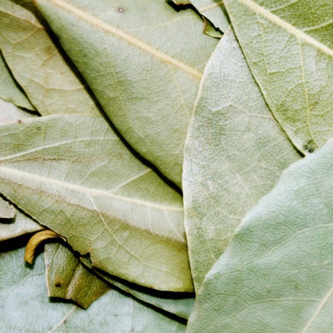 Propiedades mágicas del laurel - Tarot de Isabel Silva